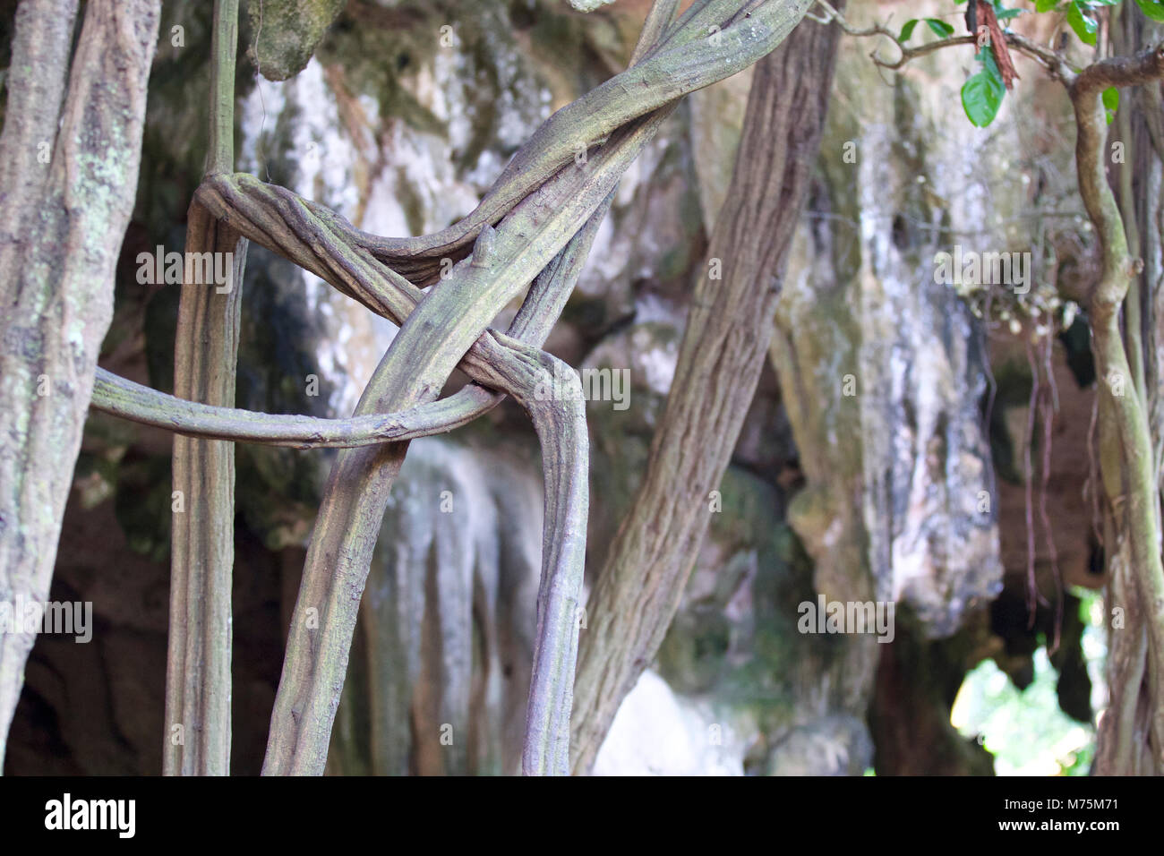 Trees growing on the rocks of the Railay Peninsula, Krabi, Thailand ...