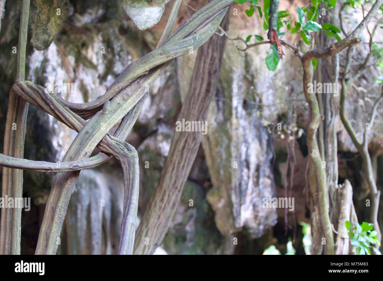Trees growing on the rocks of the Railay Peninsula, Krabi, Thailand ...