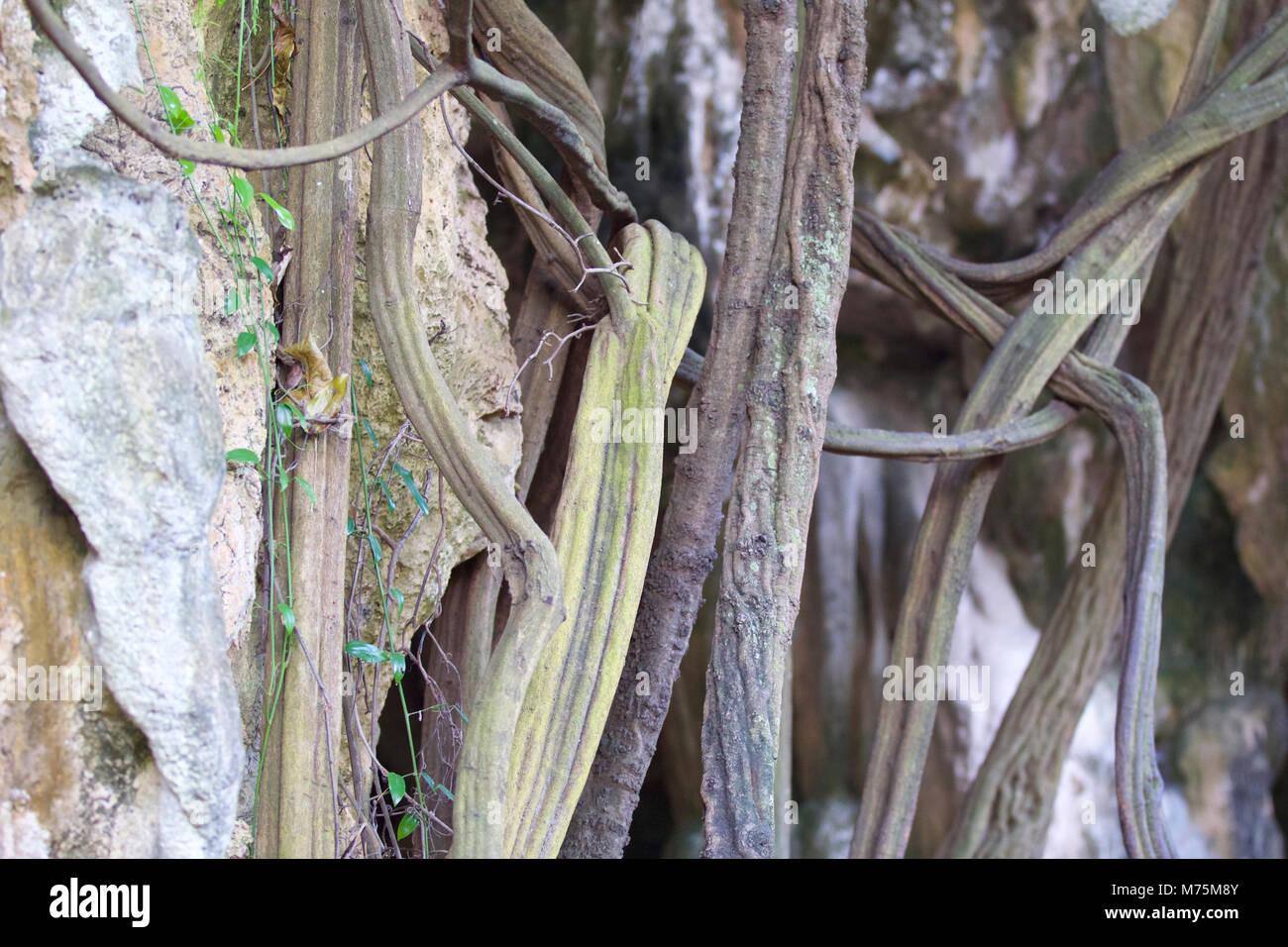 Trees growing on the rocks of the Railay Peninsula, Krabi, Thailand ...