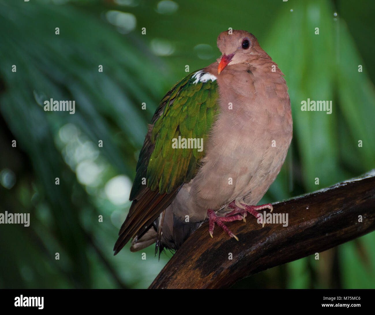 A wet Wompoo Fruit Dove (Ptilinopus magnificus), or wompoo pigeon, from ...