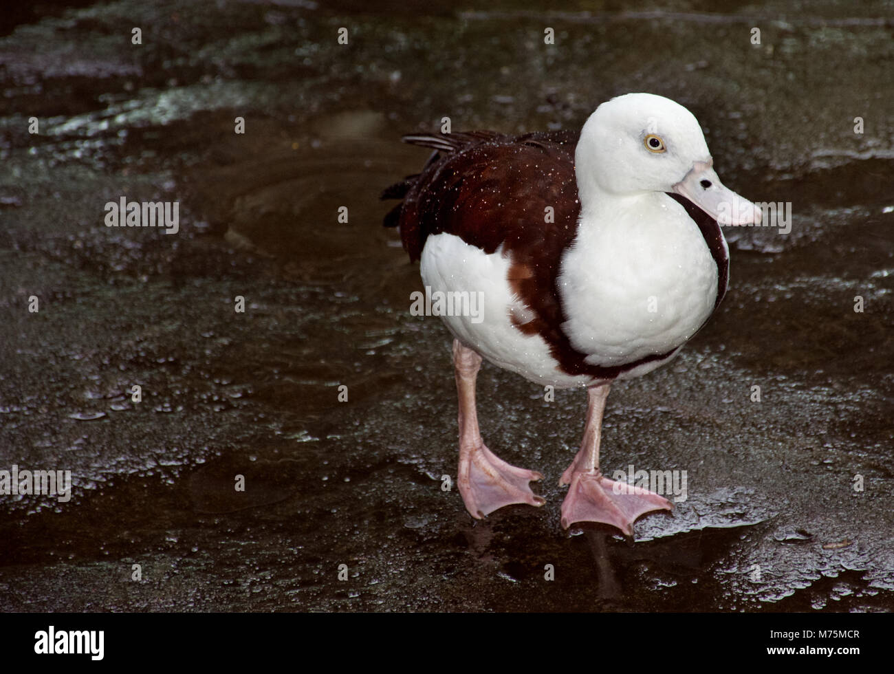 White duck feet hi-res stock photography and images - Alamy