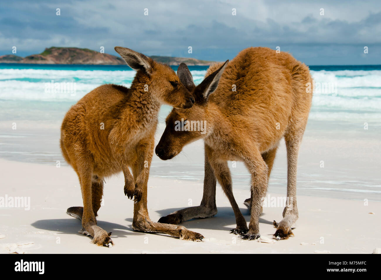 Kangaroos on Lucky Bay - Cape Le Grand National Park - Australia Stock ...
