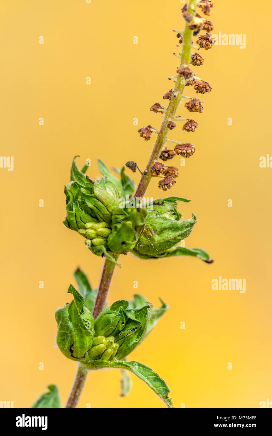 Close up weed seeds hi-res stock photography and images - Alamy