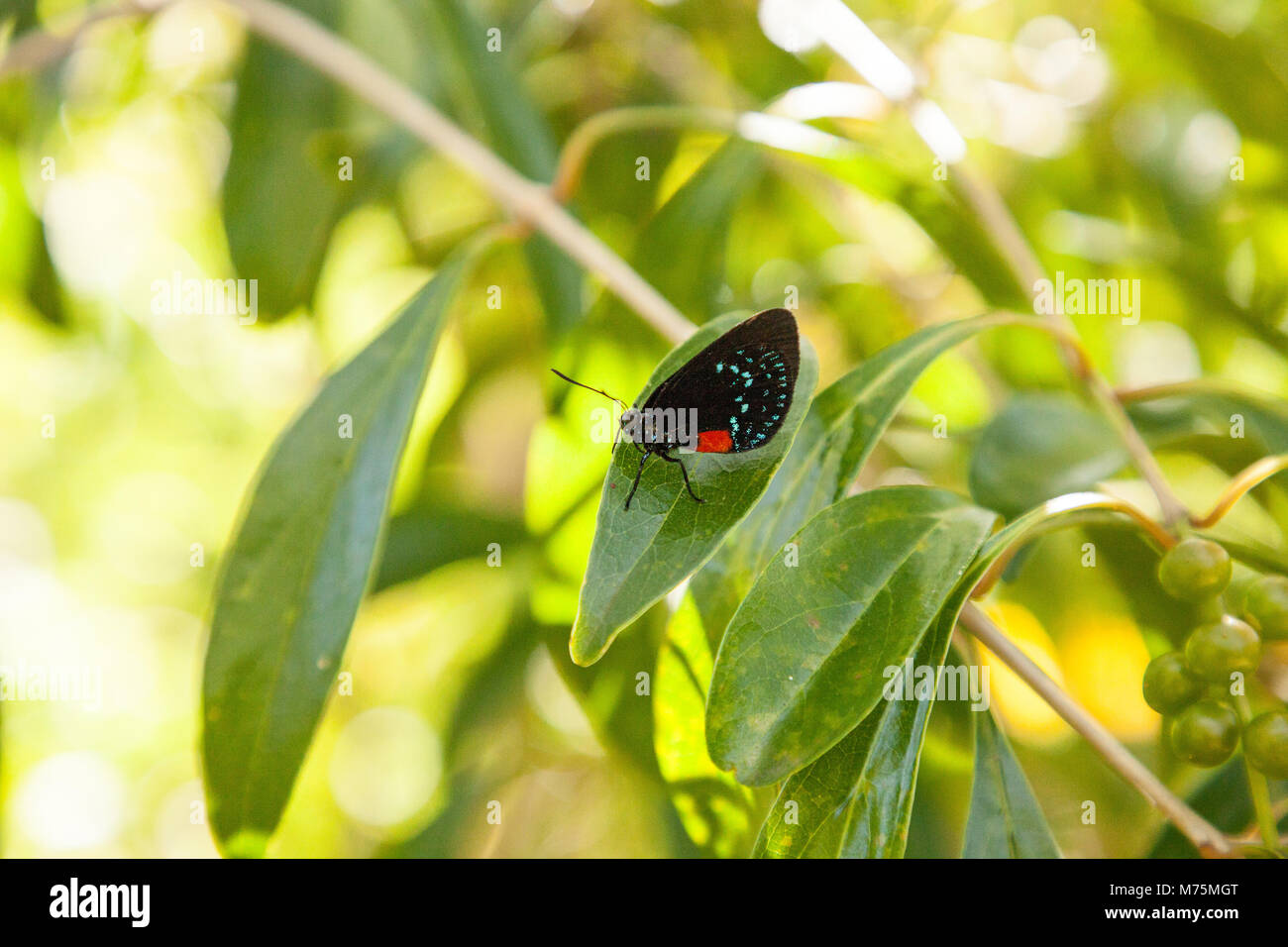Black and orange red Atala butterfly called Eumaeus atala perches on a ...
