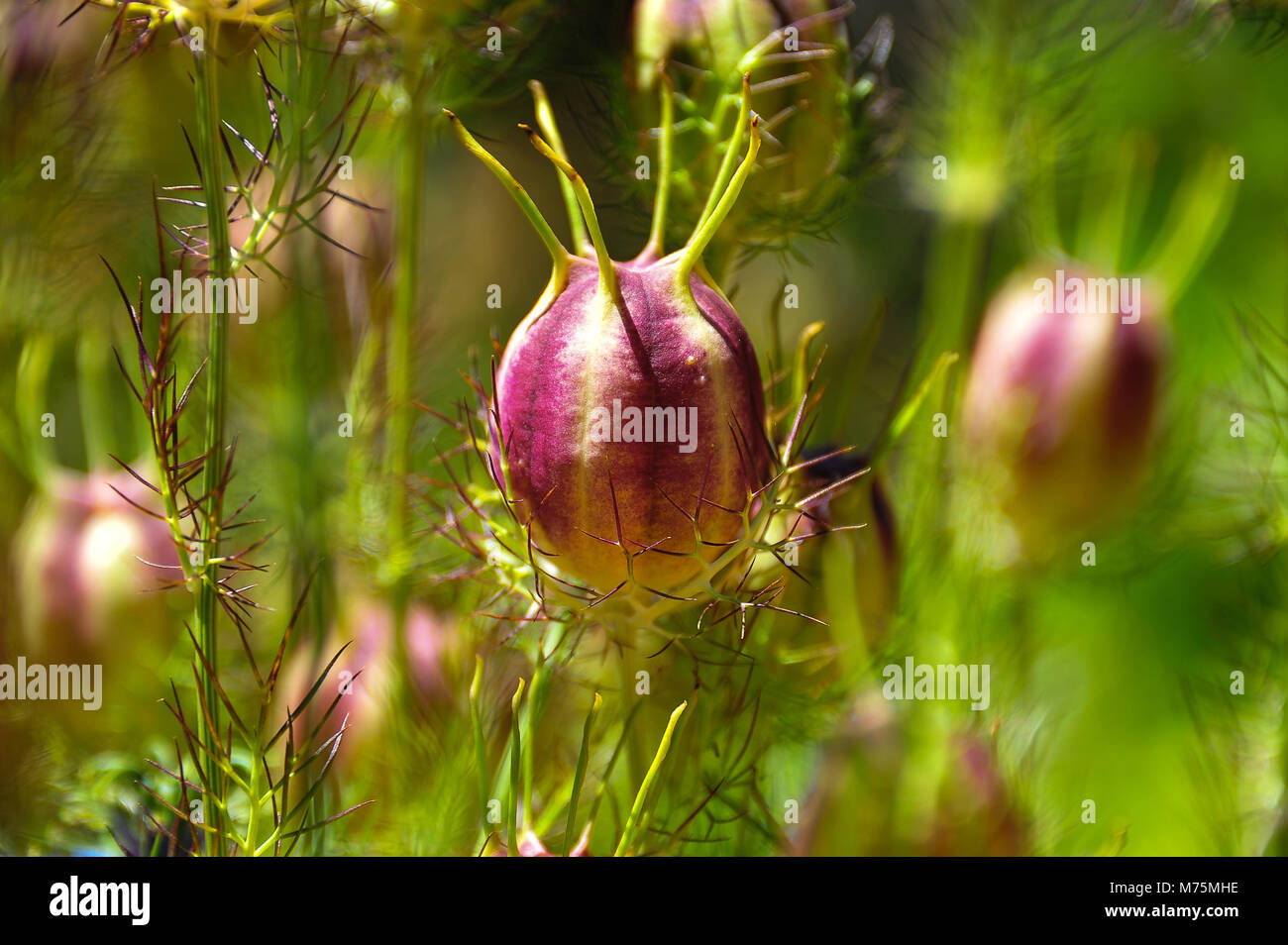 Nigella Damascena (Love-in-the-Mist) seed pod, in a green garden with ...