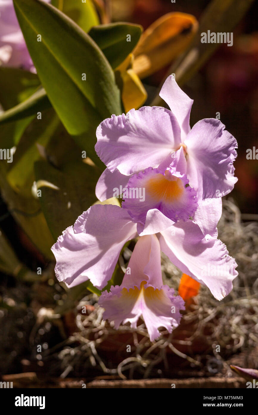 Purple Cattleya orchid flower blooms in a botanical garden in Hawaii in ...