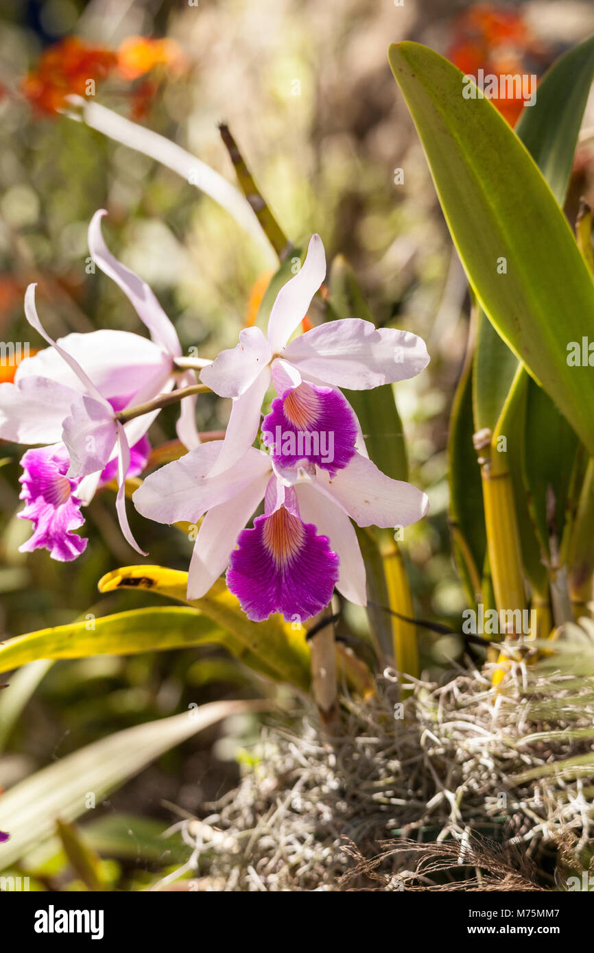 Purple Cattleya orchid flower blooms in a botanical garden in Hawaii in ...