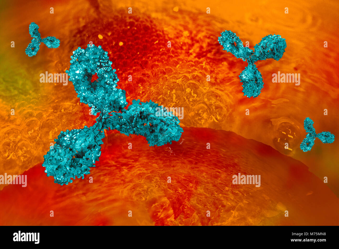 Monoclonal antibodies cell hi-res stock photography and images - Alamy