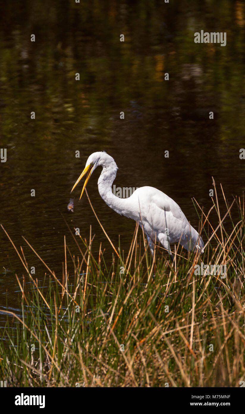 Florida marsh bird fish hi-res stock photography and images - Alamy