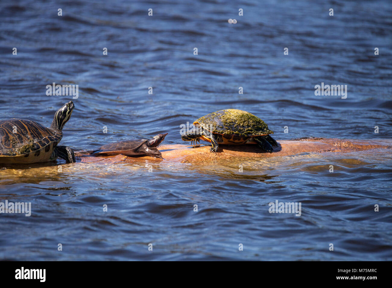 Softshell turtle Apalone ferox sits on a log with a Florida red bellied ...