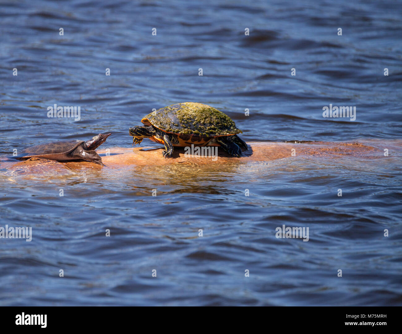 Softshell turtle Apalone ferox sits on a log with a Florida red bellied ...