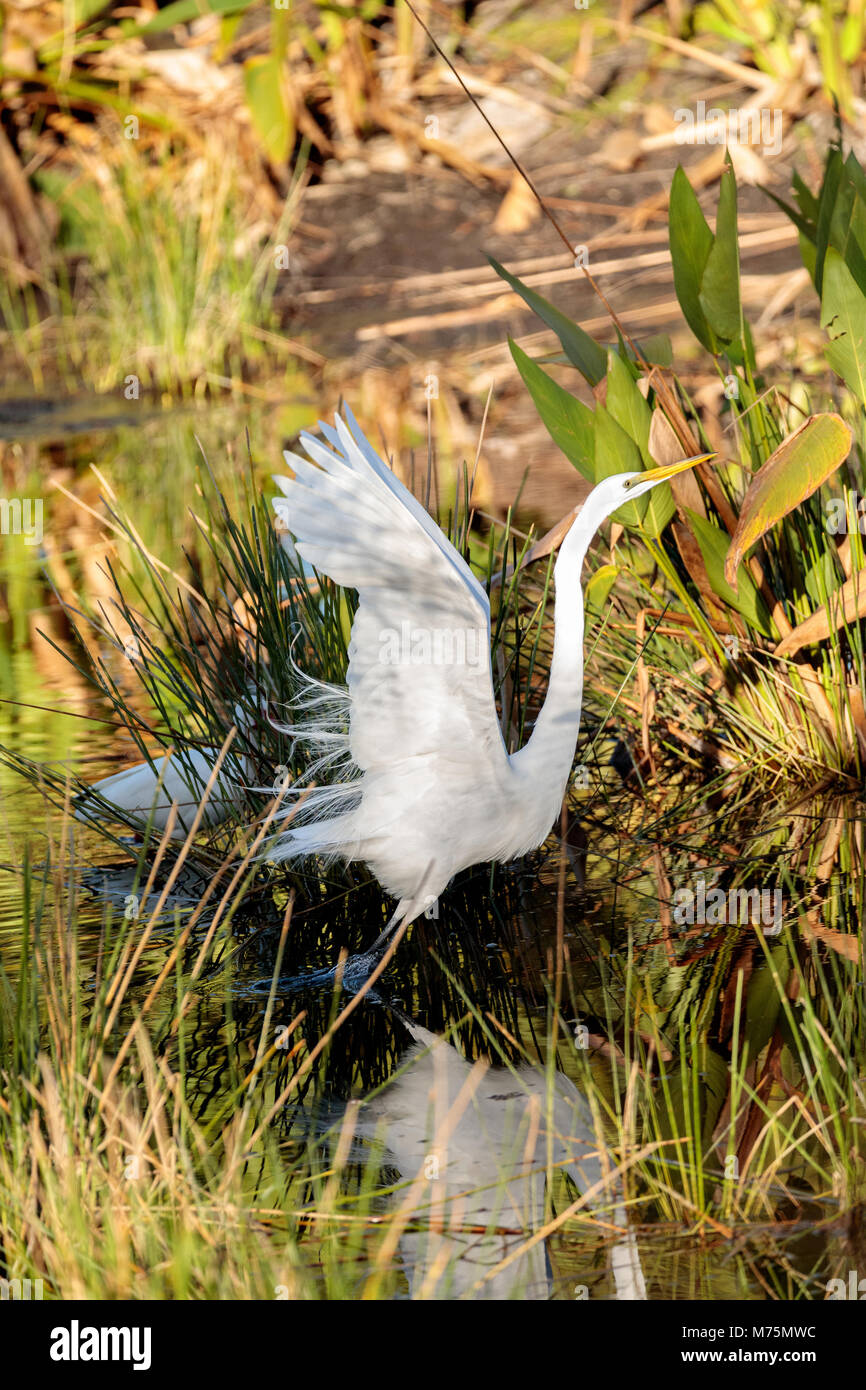 Flying Great egret bird Ardea alba in a marsh in Naples, Florida Stock ...