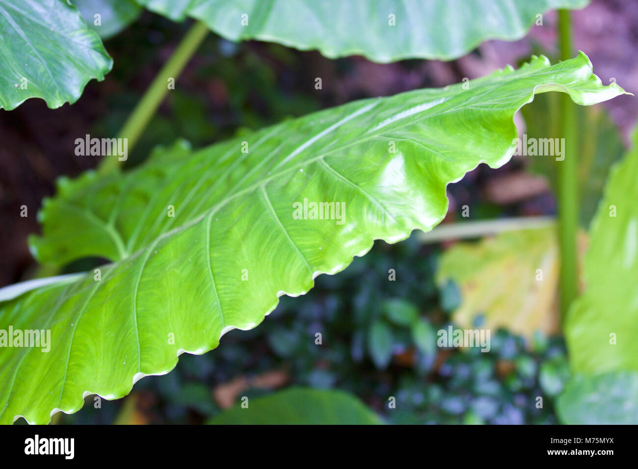 Huge green leaves of tropical plants, Thailand Stock Photo - Alamy