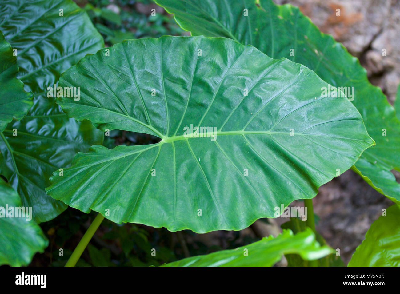 Huge green leaves of tropical plants, Thailand Stock Photo - Alamy
