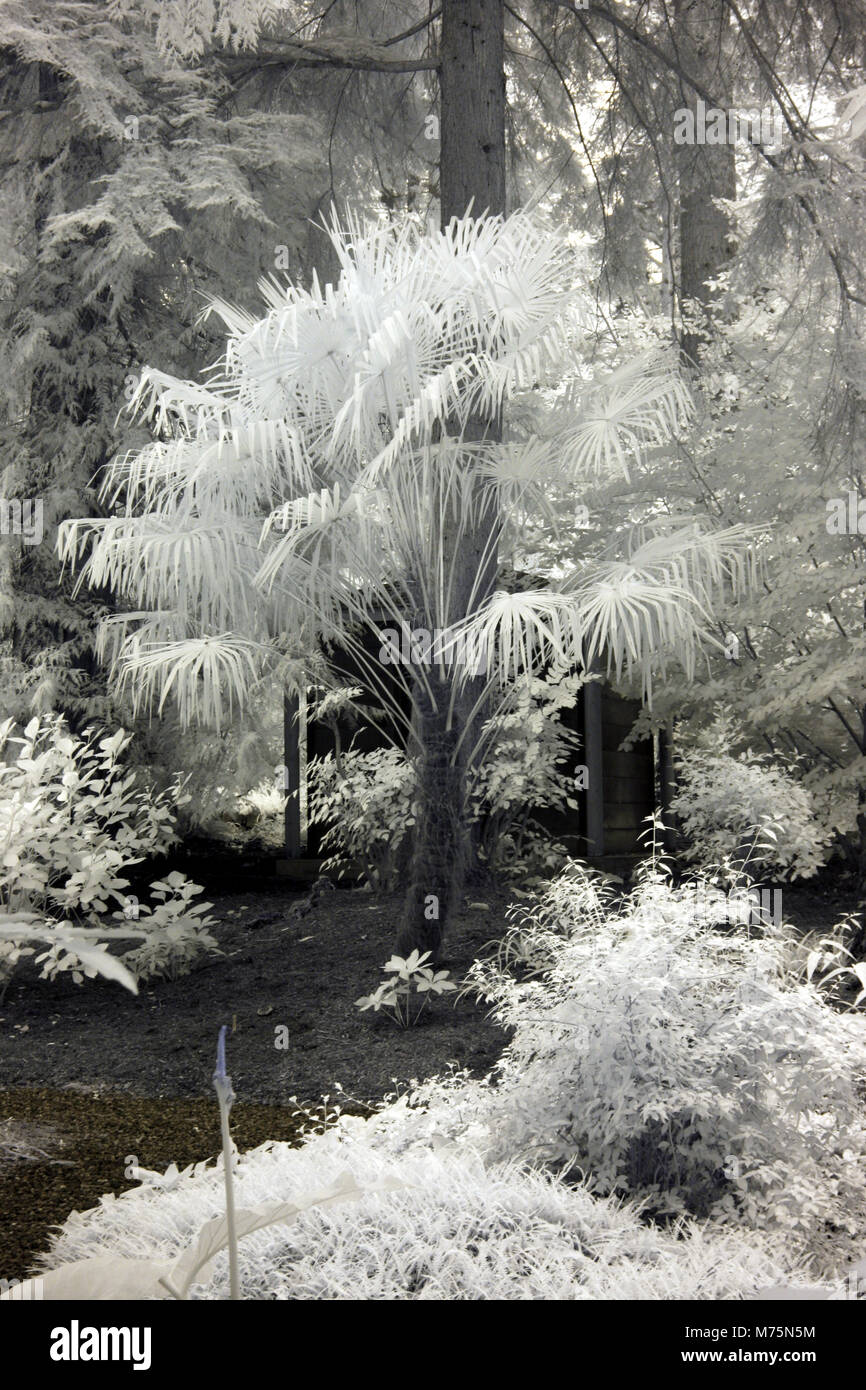 Infrared image of palm tree in a forest setting Stock Photo - Alamy