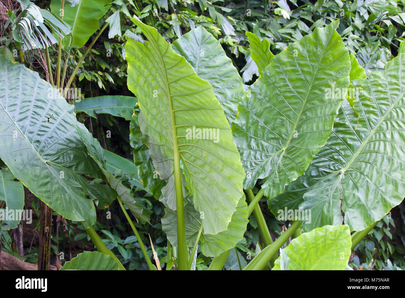 Huge green leaves of tropical plants, Thailand Stock Photo - Alamy