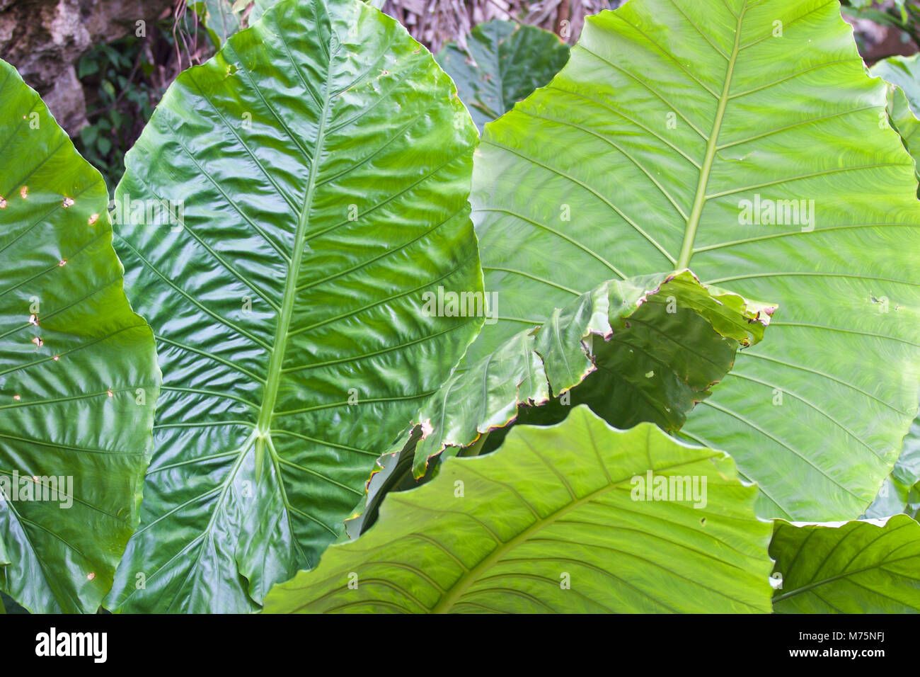 Huge green leaves of tropical plants, Thailand Stock Photo - Alamy