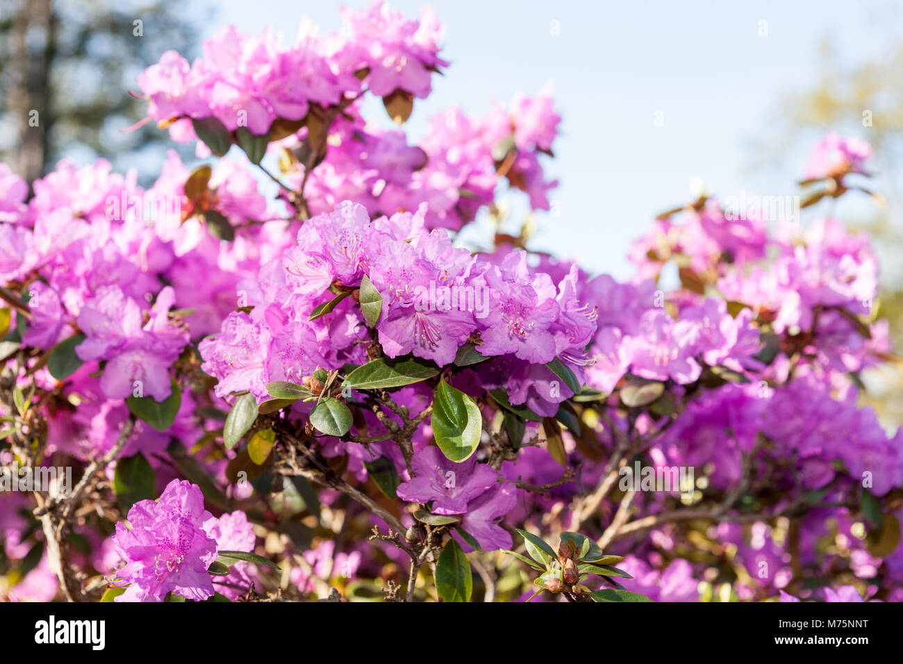 Rhododendron oredoxa, Tidig rosenrododendron (Rhododendron oreodoxa ...