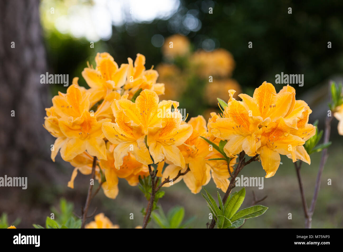 Evergreen japanese azalea hi-res stock photography and images - Alamy