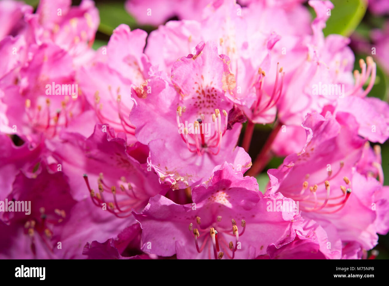 Rhododendron oredoxa, Tidig rosenrododendron (Rhododendron oreodoxa ...