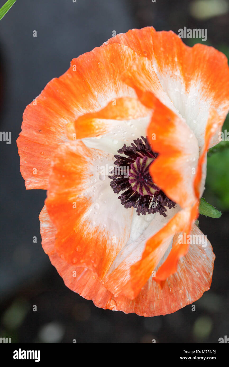 Papaver orientale picotee hi-res stock photography and images - Alamy