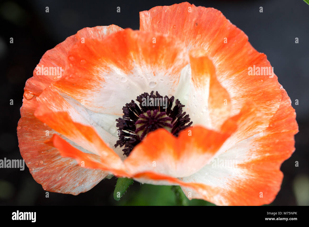 'Picotee' Oriental poppy, Jättevallmo (Papaver orientale Stock Photo ...