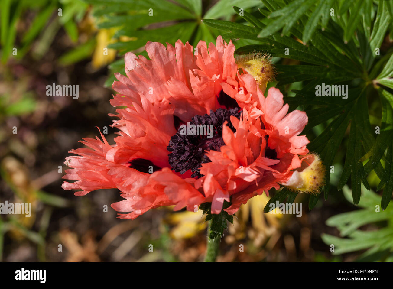 Oriental poppy pink hi-res stock photography and images - Alamy