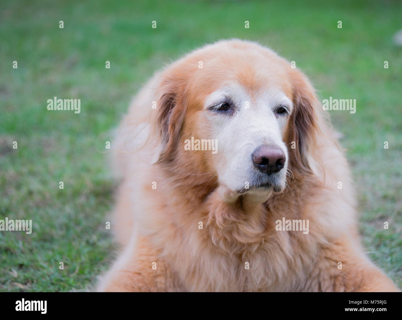 Fat golden retriever dog hi-res stock photography and images - Alamy