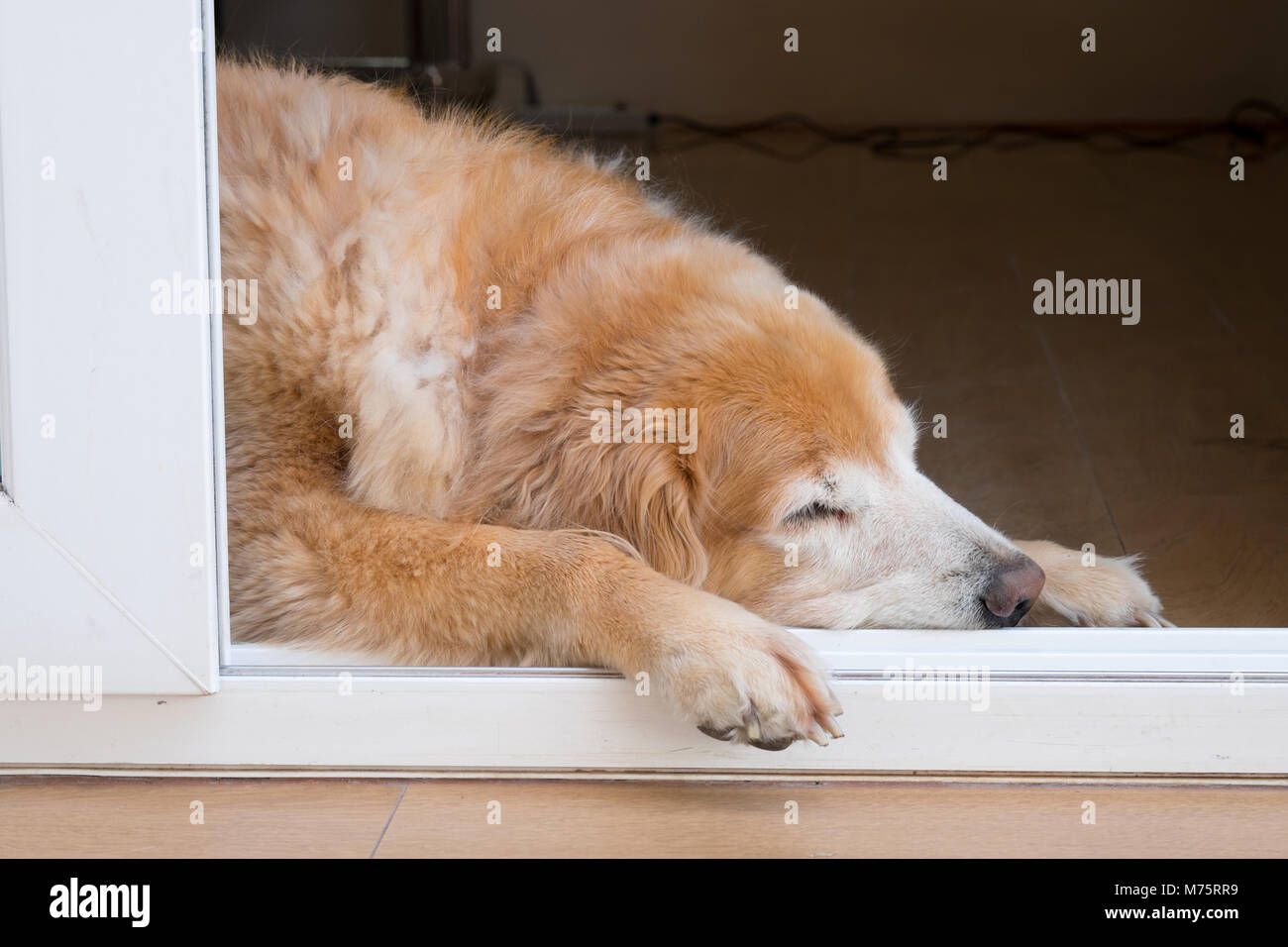 Fat golden retriever dog hi-res stock photography and images - Alamy