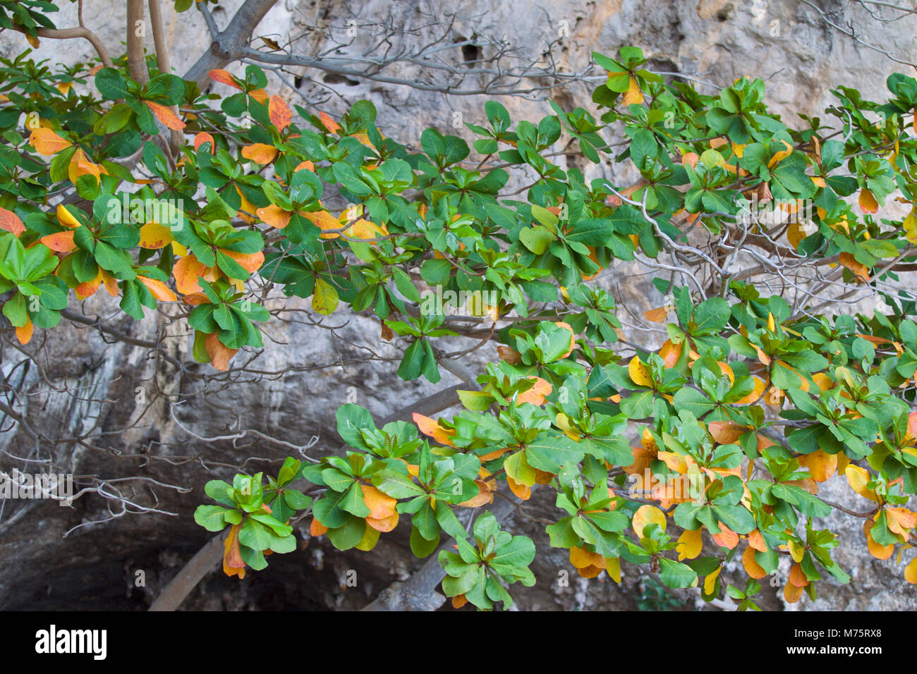 Tropical trees of the Railay Peninsula, Krabi, Thailand Stock Photo - Alamy