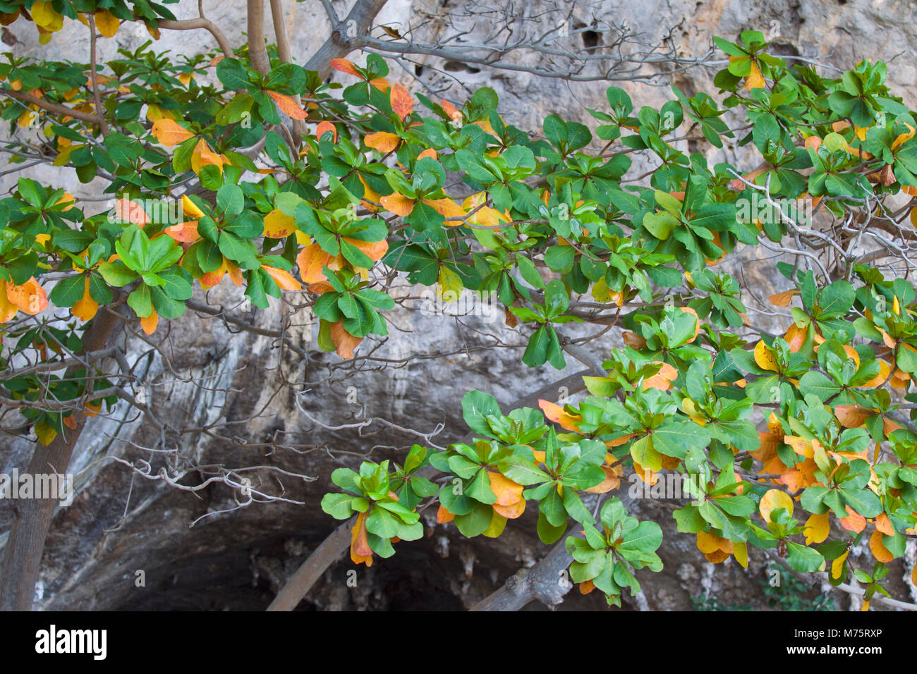 Tropical trees of the Railay Peninsula, Krabi, Thailand Stock Photo - Alamy