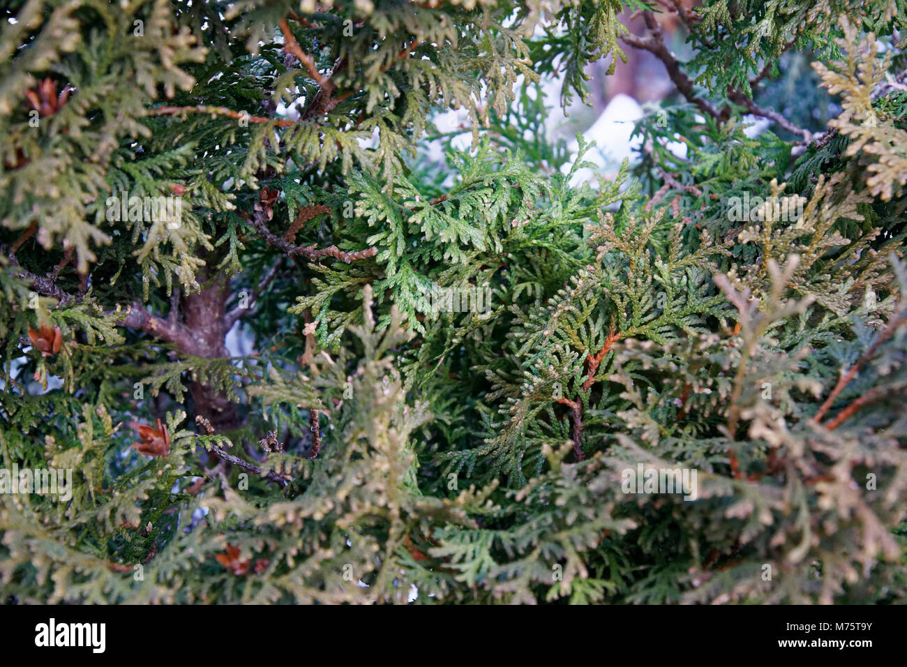 Pine texture, Background of Christmas tree needles Stock Photo - Alamy
