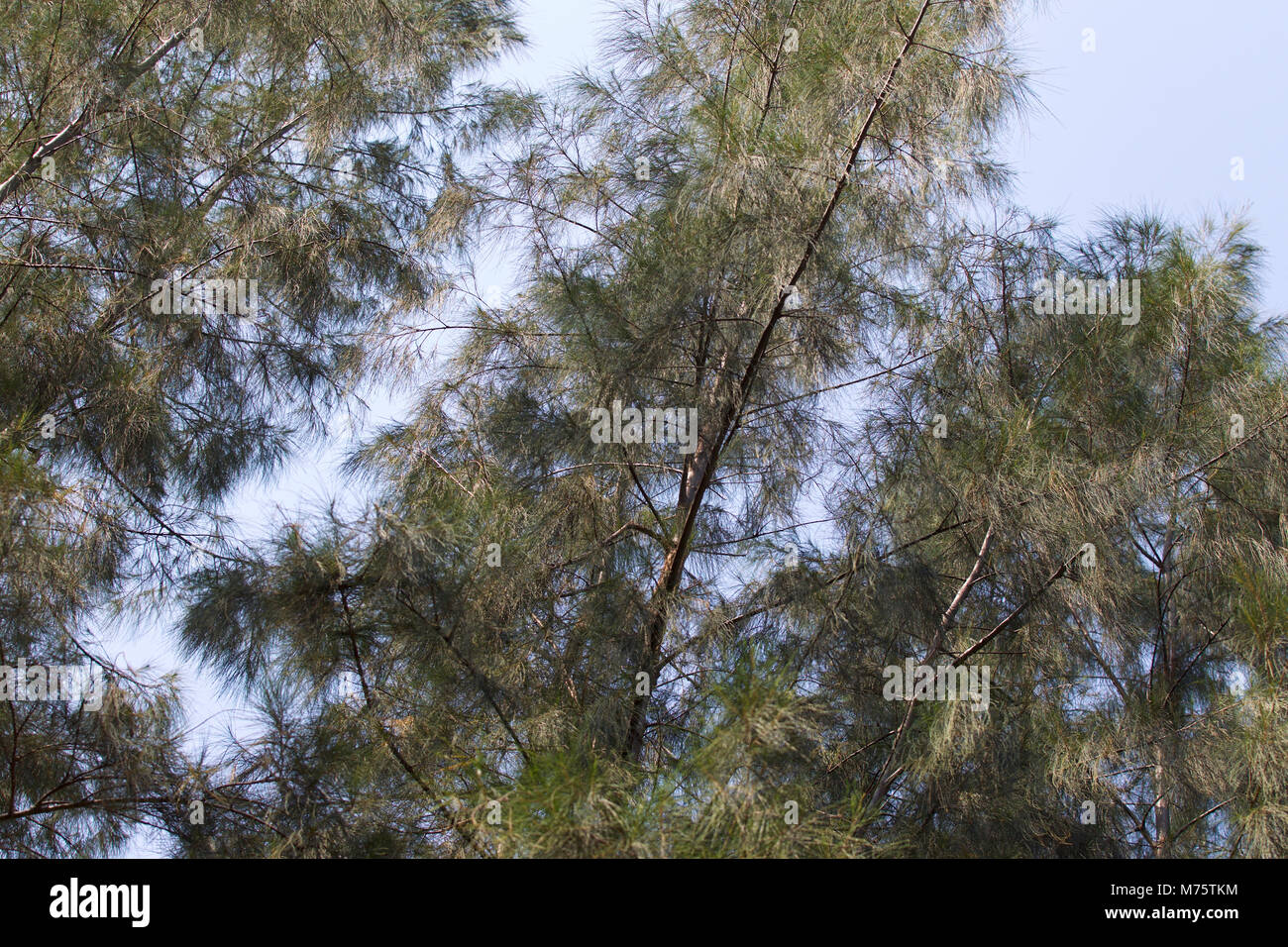Tropical trees of the Railay Peninsula, Krabi, Thailand Stock Photo - Alamy