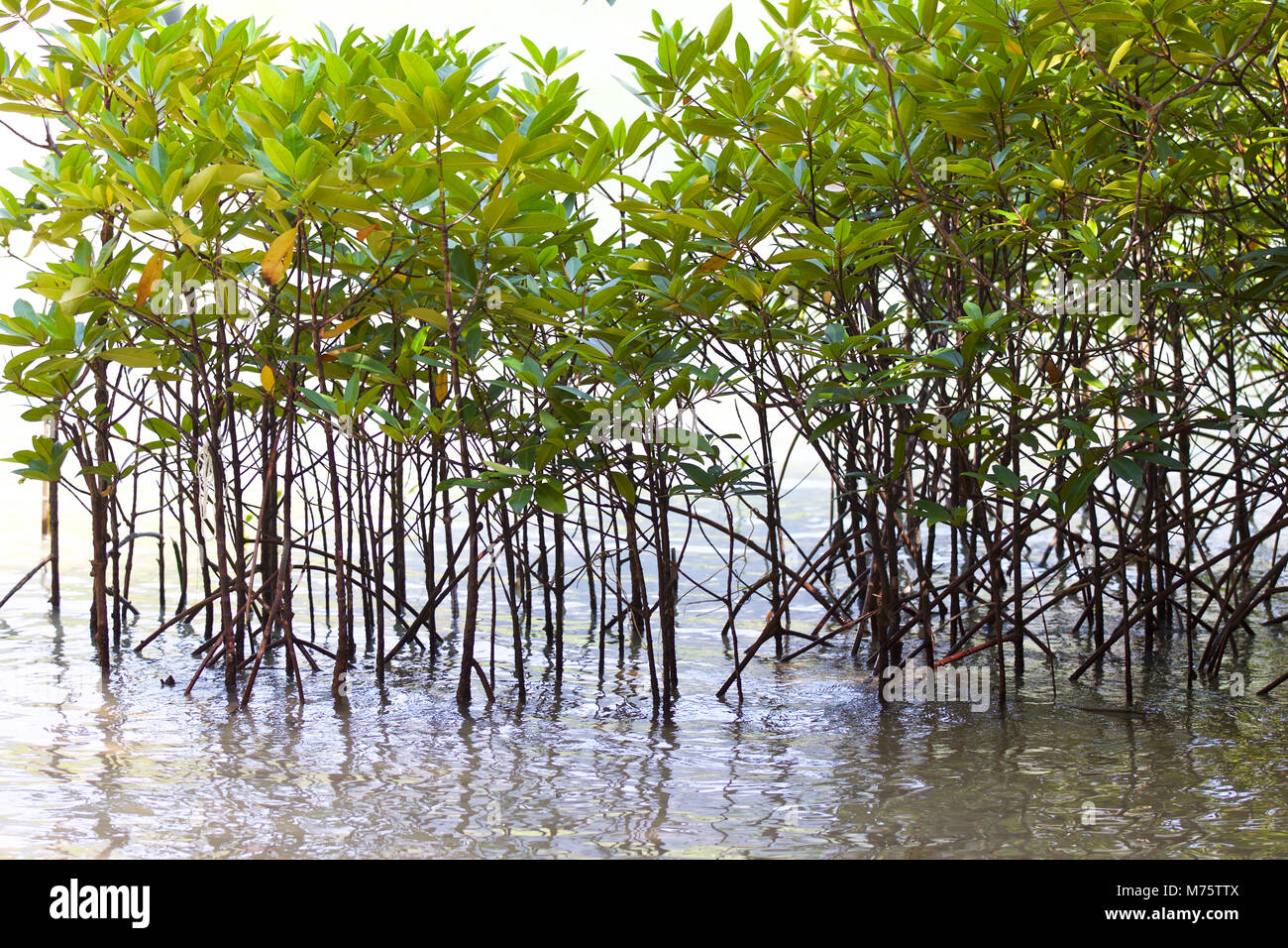 Tropical trees of the Railay Peninsula, Krabi, Thailand Stock Photo - Alamy