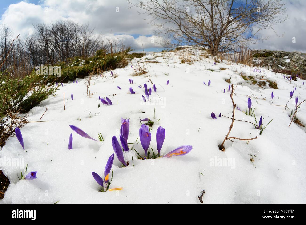 Saffron tree hi-res stock photography and images - Alamy
