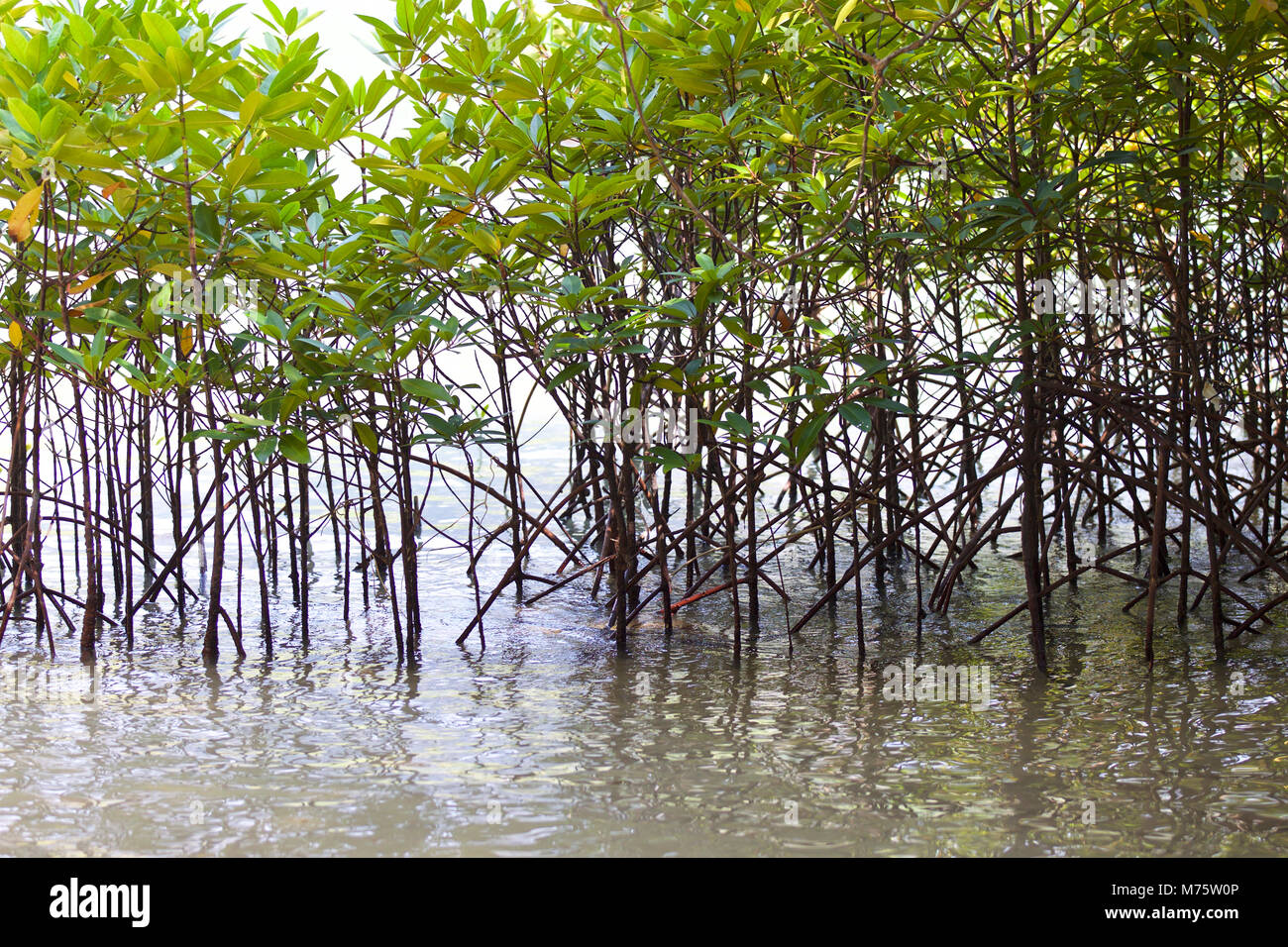 Tropical trees of the Railay Peninsula, Krabi, Thailand Stock Photo - Alamy
