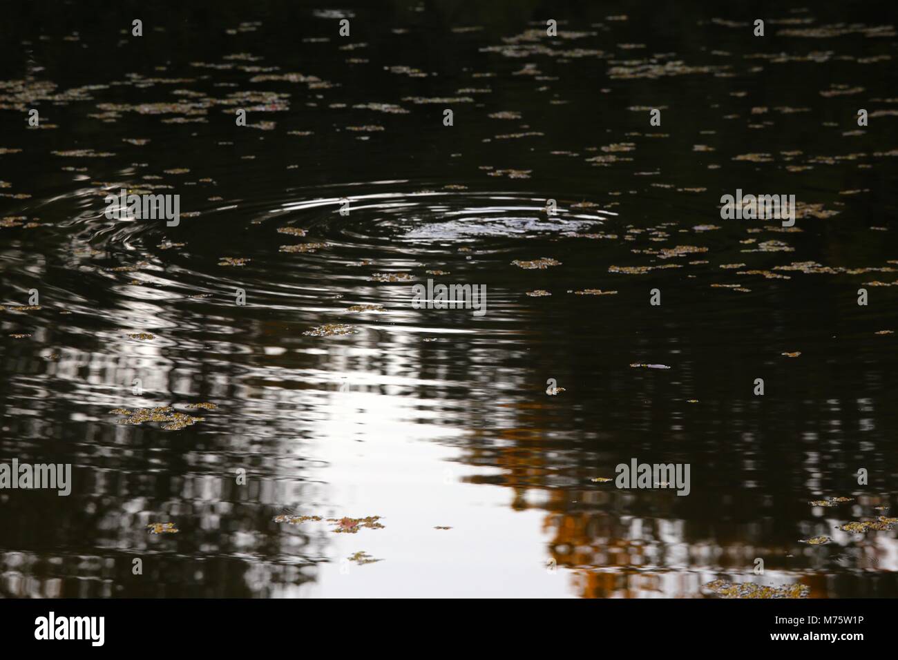 Floating leaves on the lake with ripples hi-res stock photography and ...
