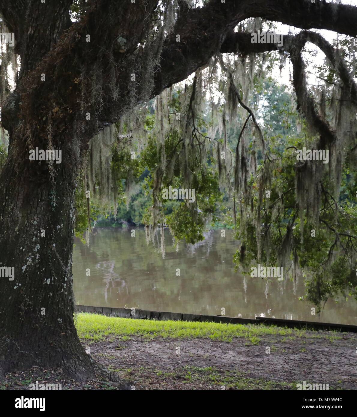 Moss On The Oak Tree High Resolution Stock Photography and Images - Alamy