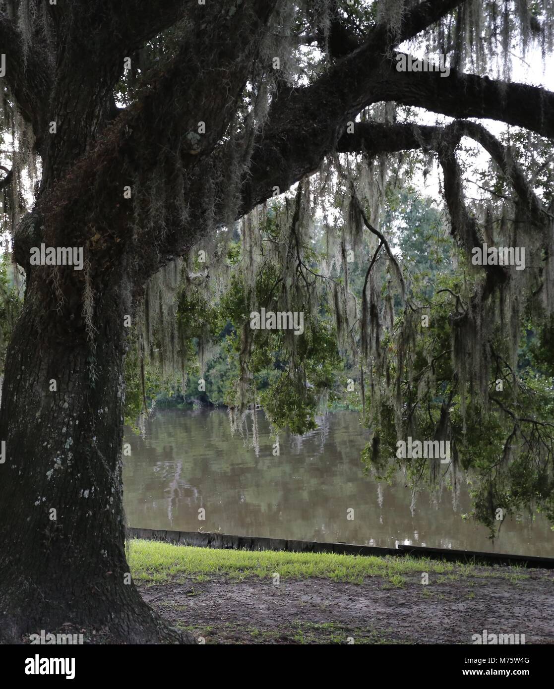 Moss On The Oak Tree High Resolution Stock Photography and Images - Alamy