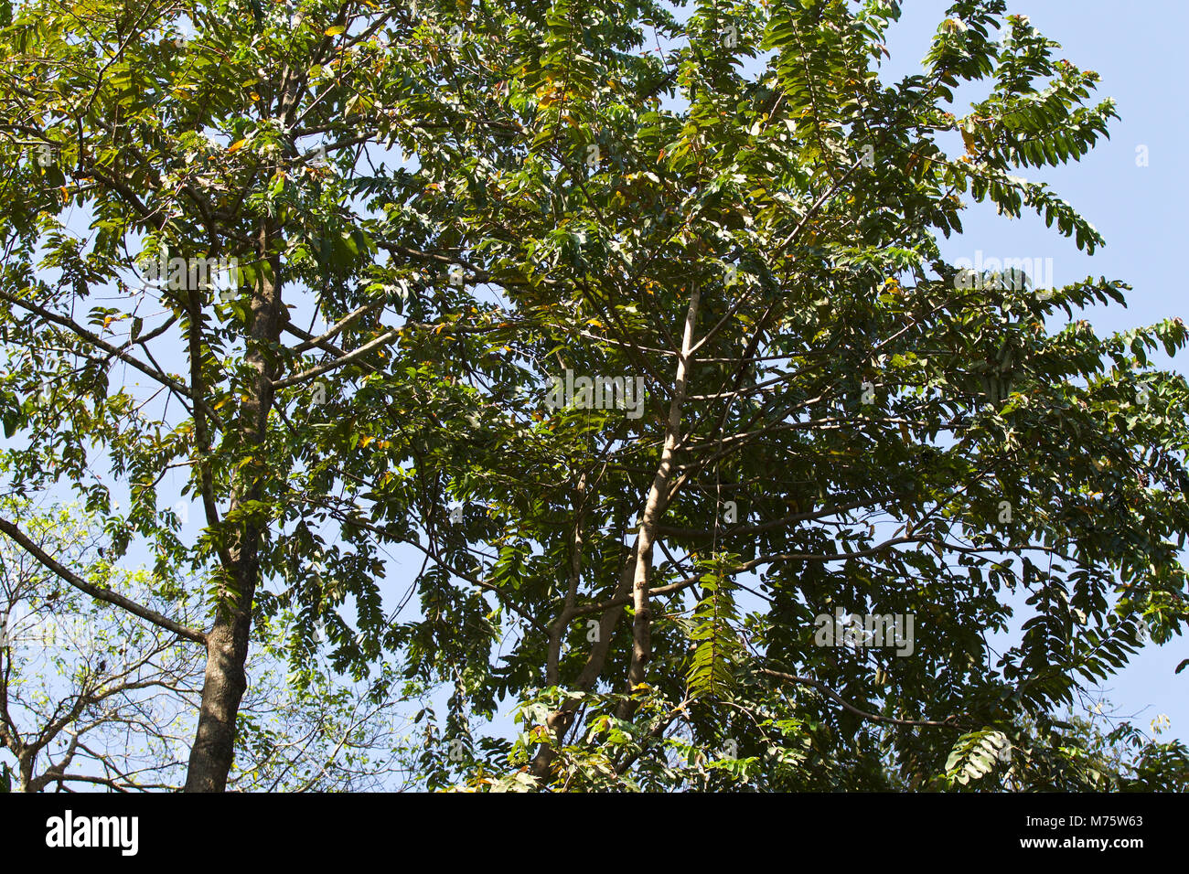 Tropical trees of the Railay Peninsula, Krabi, Thailand Stock Photo - Alamy