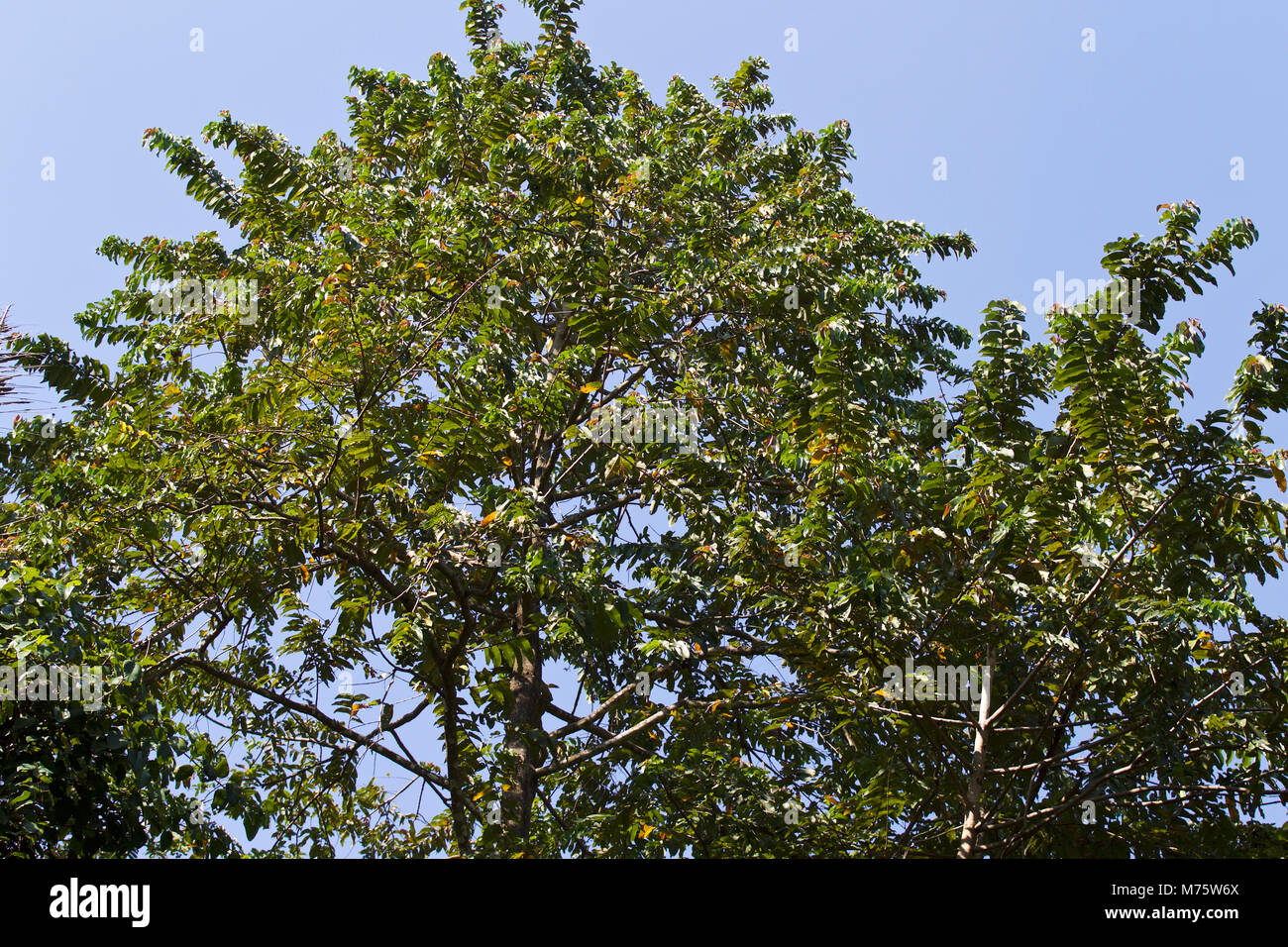 Tropical trees of the Railay Peninsula, Krabi, Thailand Stock Photo - Alamy