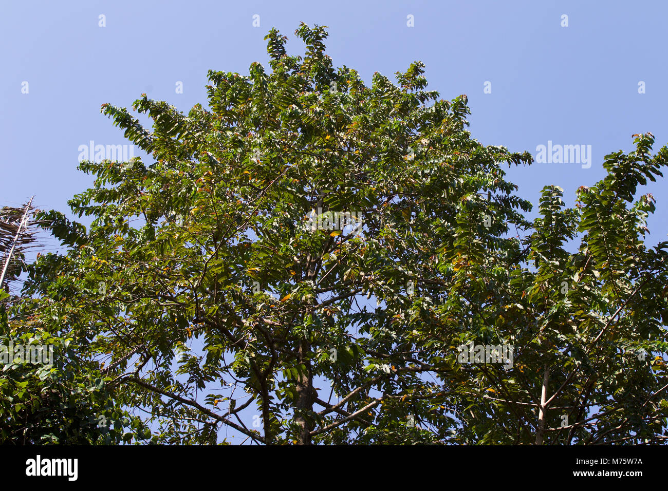 Tropical trees of the Railay Peninsula, Krabi, Thailand Stock Photo - Alamy