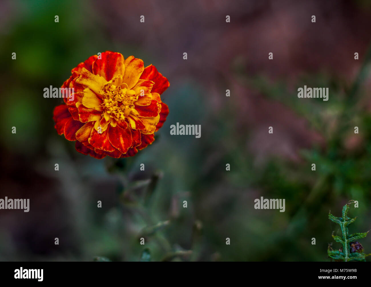 Marigold flower farming hi-res stock photography and images - Alamy