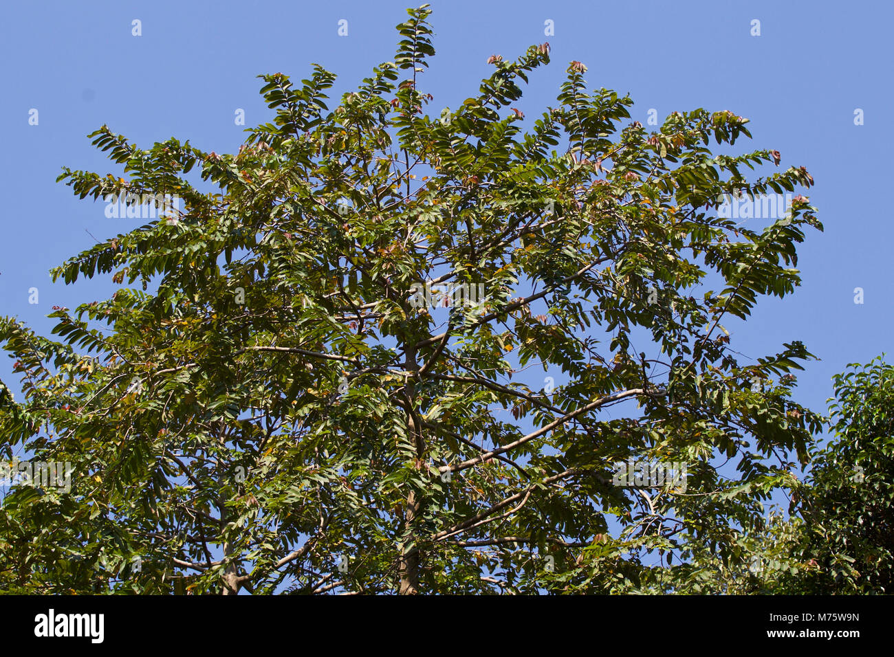 Tropical trees of the Railay Peninsula, Krabi, Thailand Stock Photo - Alamy