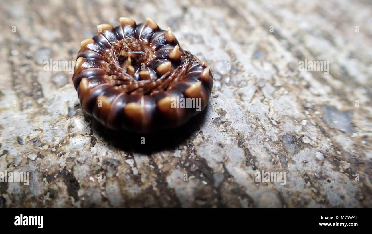 Curled up worm hi-res stock photography and images - Alamy