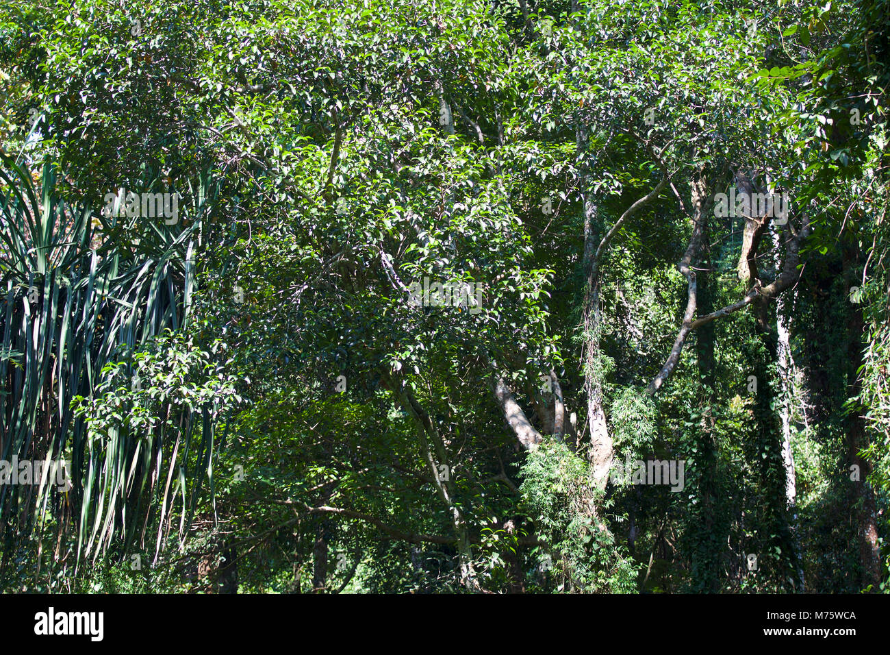 Tropical trees of the Railay Peninsula, Krabi, Thailand Stock Photo - Alamy