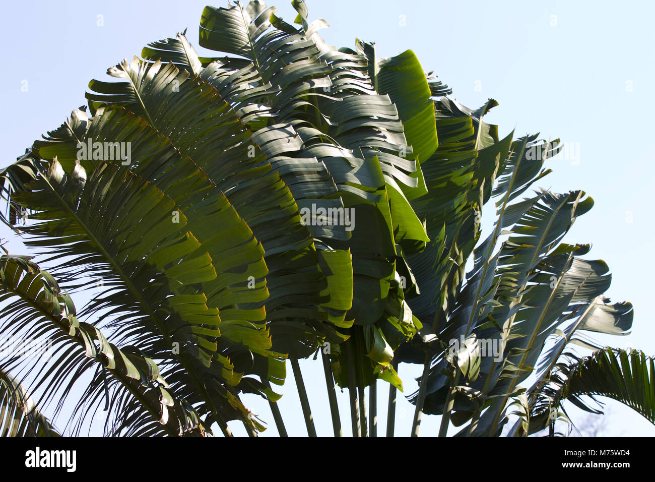 Tropical trees of the Railay Peninsula, Krabi, Thailand Stock Photo - Alamy