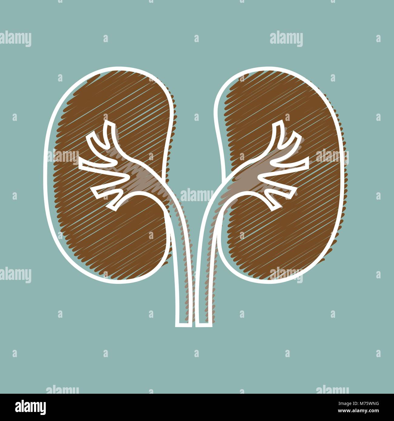 human organs kidney anatomy medical icon. Hatching style Stock Vector ...