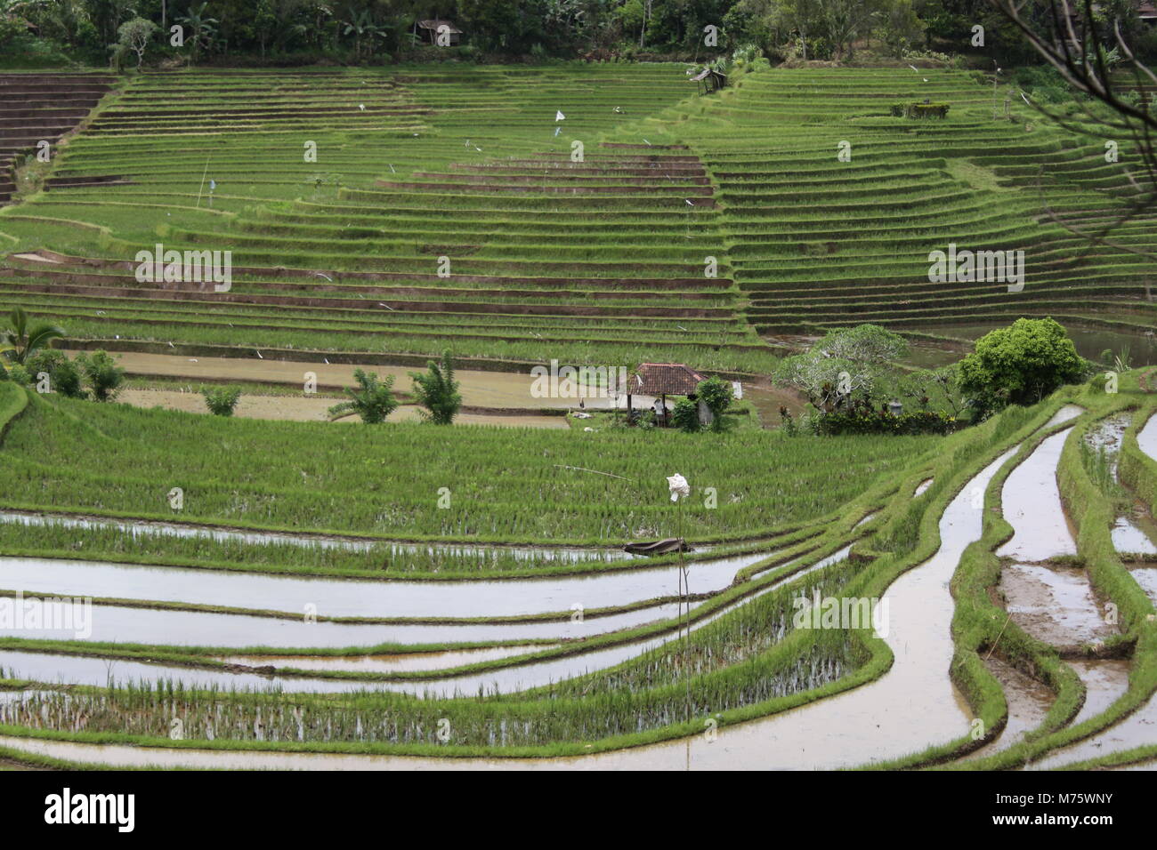 Beautiful rice paddies on Bali Stock Photo - Alamy