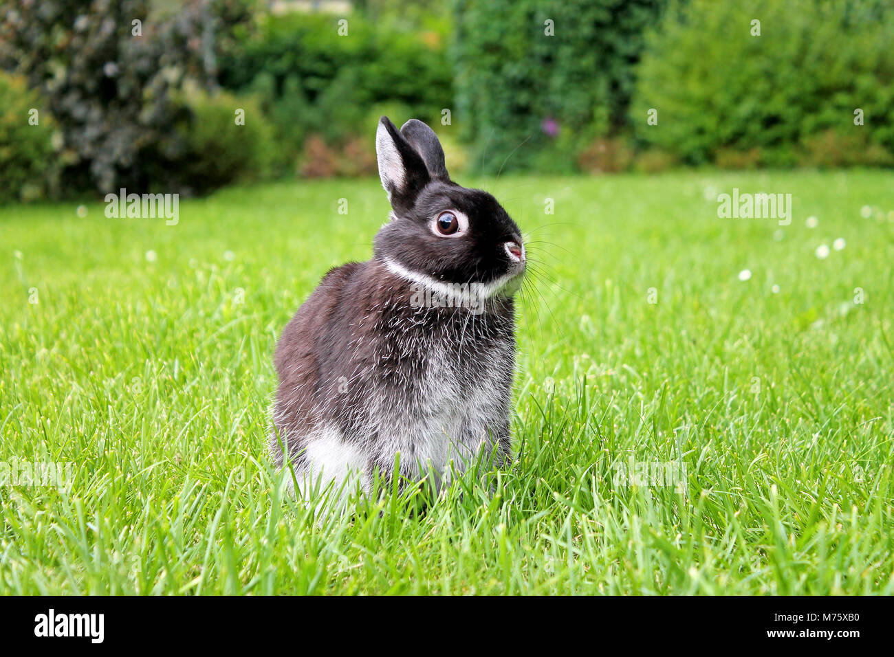 Little black rabbit on green grass background. Netherland Dwarf Rabbit ...
